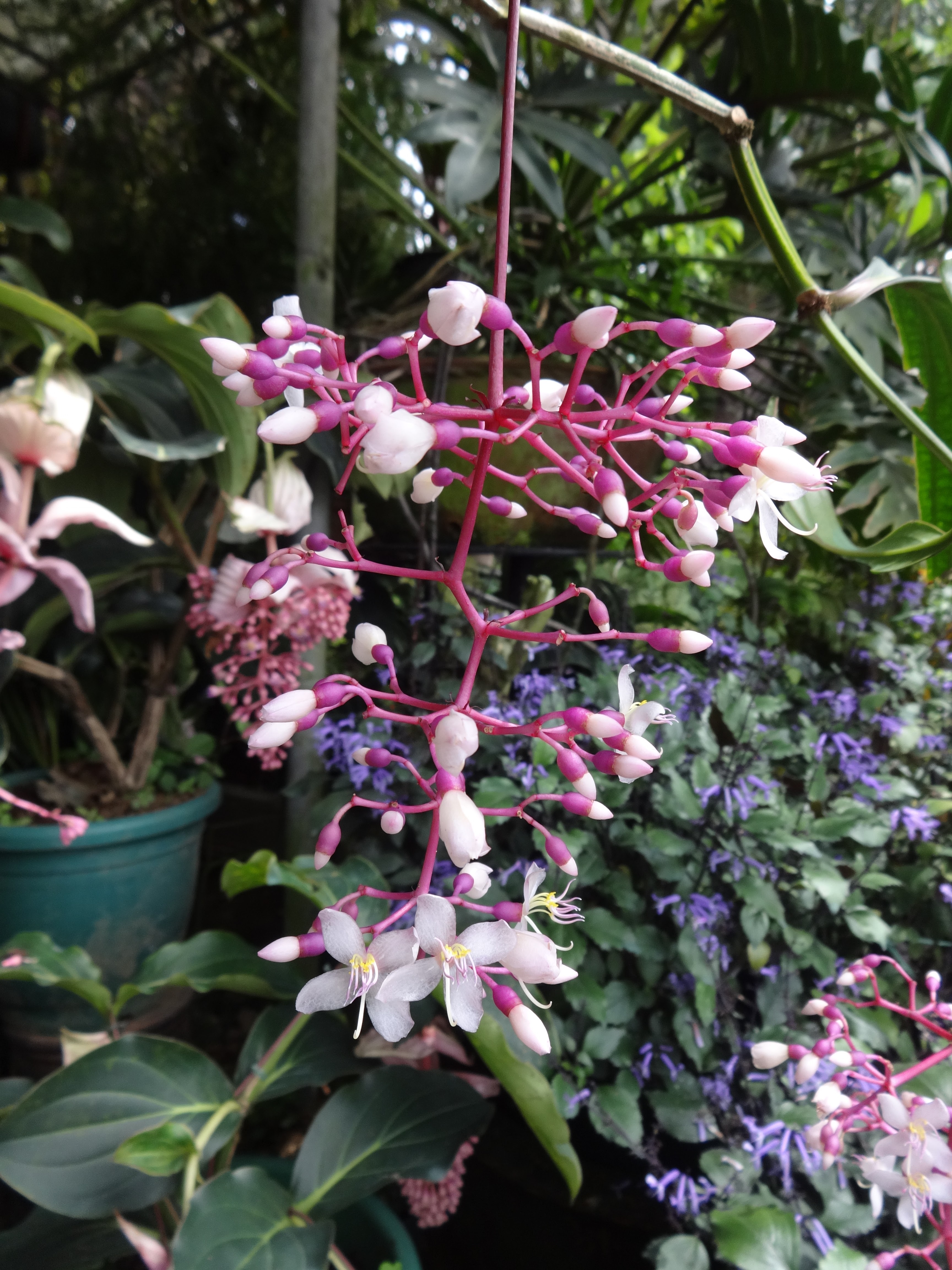 Herbs from Distant Lands: Medinilla magnifica, Medinilla pendula ...