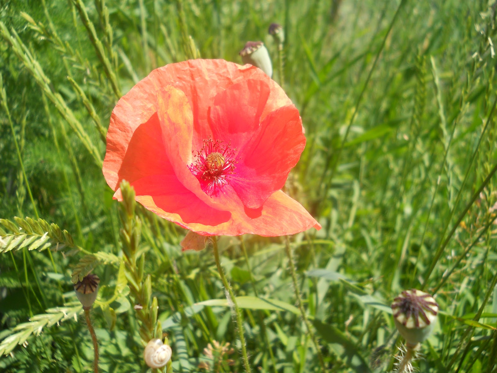 Vorbind în liniște: Flori de mac