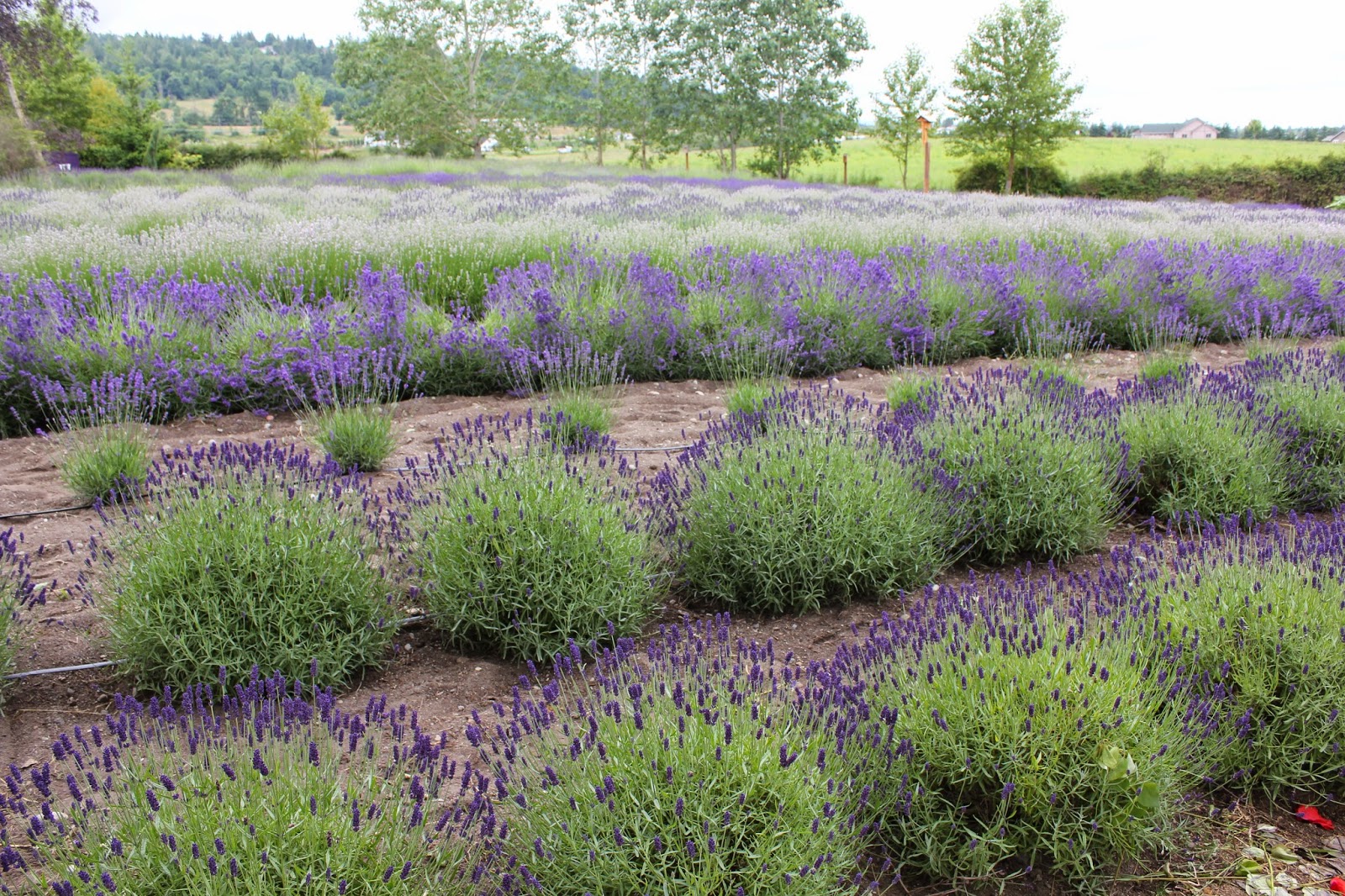 Scrap Happiness: Taking a Trip Down Lavender Lane