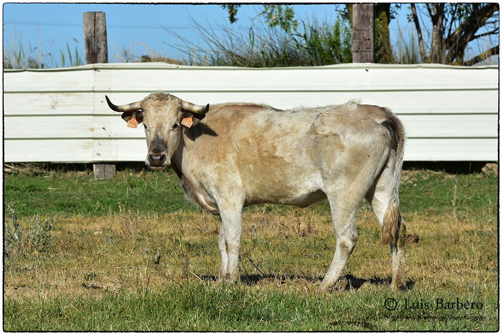 Campoybravo: Ganadería "El Charche" Ejea de Los Caballeros (Zaragoza).