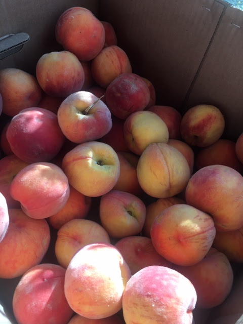 Creekside Cottage: Freestone Peaches Are The Best Part Of Summer!