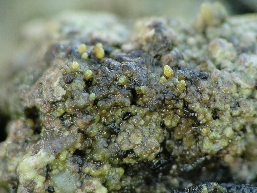 Variety of Life: Ascomycota