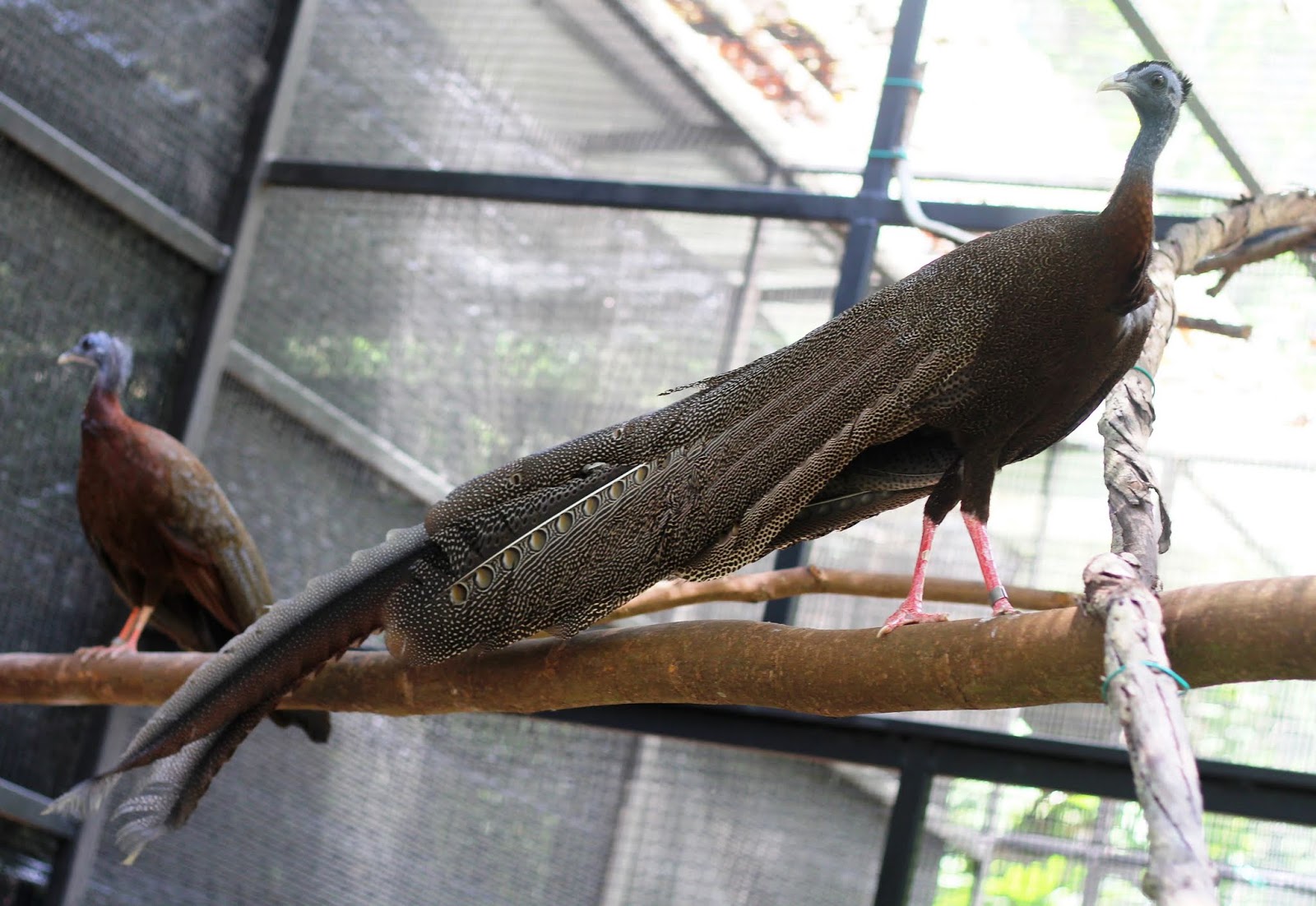 Malaysian Lifestyle Blog: Sunway Lost World of Tambun's Malaysia First ...