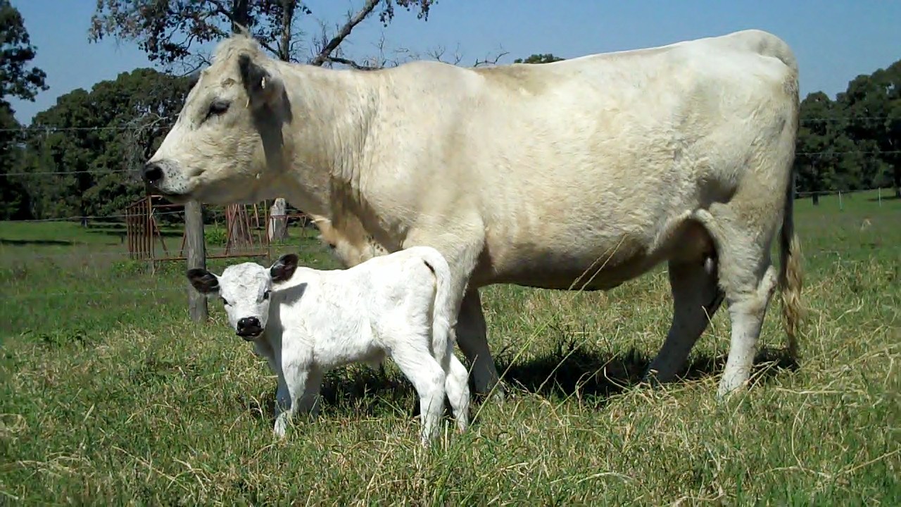 British White Cattle in Southeast Texas - JWest Cattle Company: Wild ...