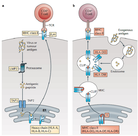 Immunology: MCQs on Antigen Processing and Presentation