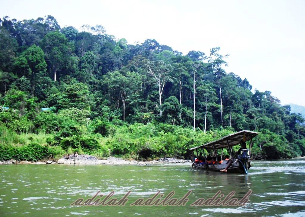 ilham adilah: Aku Naturalis di Taman Negara Tahan Pahang (must read)