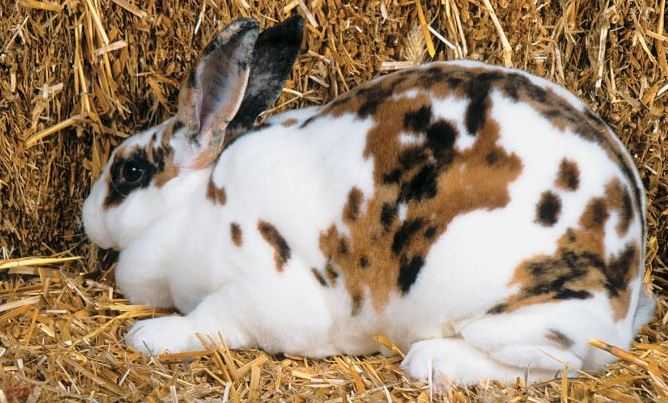 Perawatan Kelinci rex | DK Rabbit Farm : sejarah kelinci rex