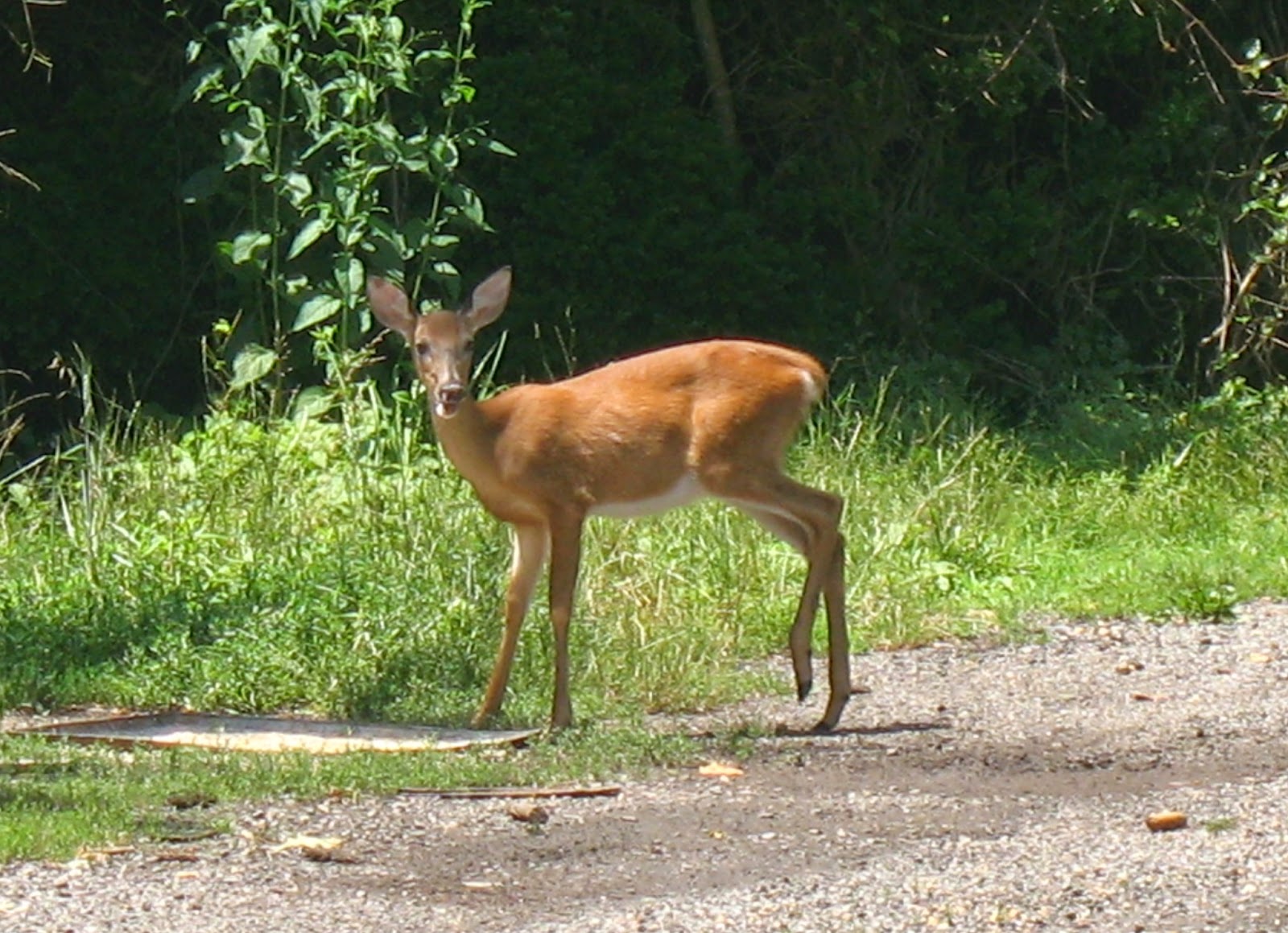 Razzberry Corner: Little Deer