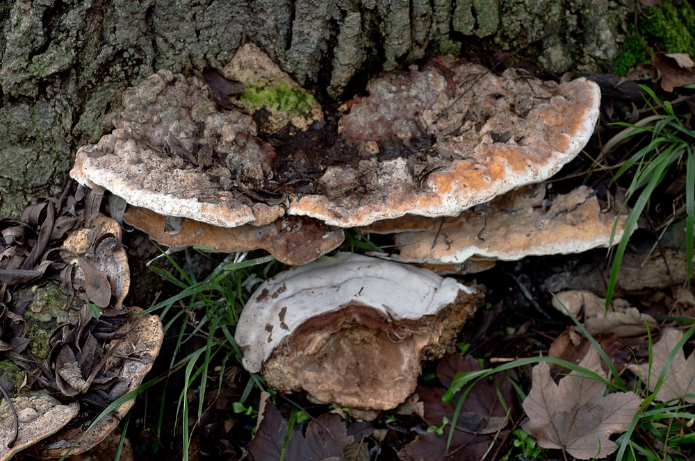 Perenniporia fraxinea (Bull.: Fr.) Ryvarden • CEMAS