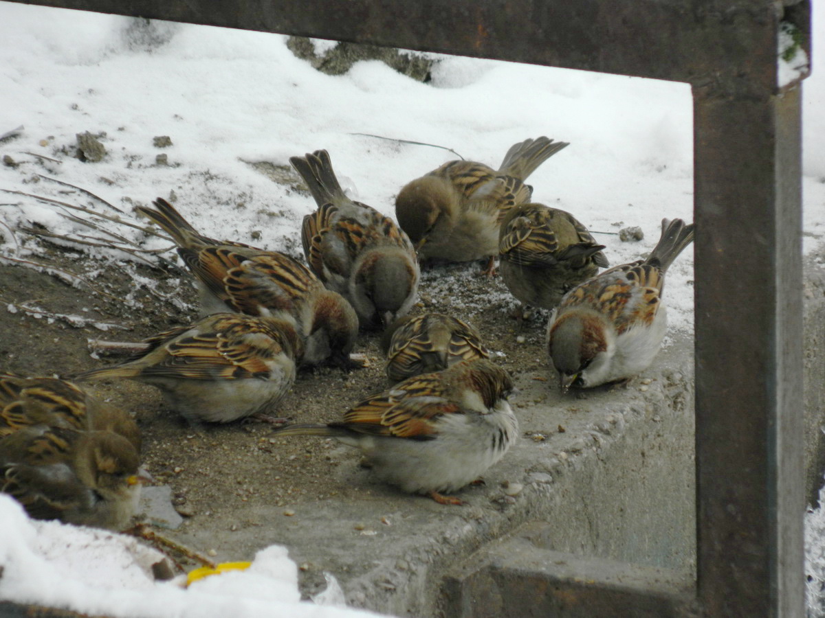 LA MULTI ANI, ROMANIA!: Vrabii