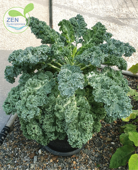 ZEN HYDROPONICS: คะน้าใบหยิกสีเขียวเอฟวัน (Green Kale / Kale Rogue F1)
