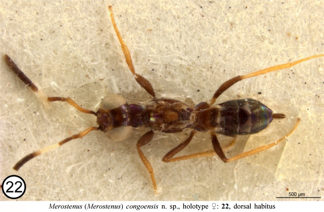 Species New to Science: [Entomology • 2017] Synonymy of Reikosiella ...