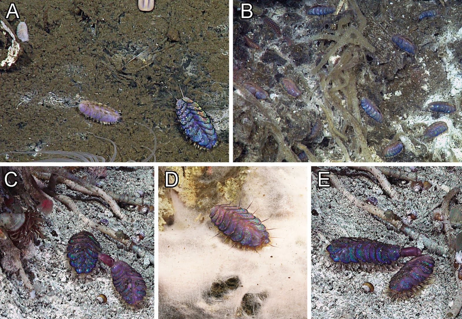 Species New to Science: [Invertebrate • 2020] Hungry Scale Worms ...