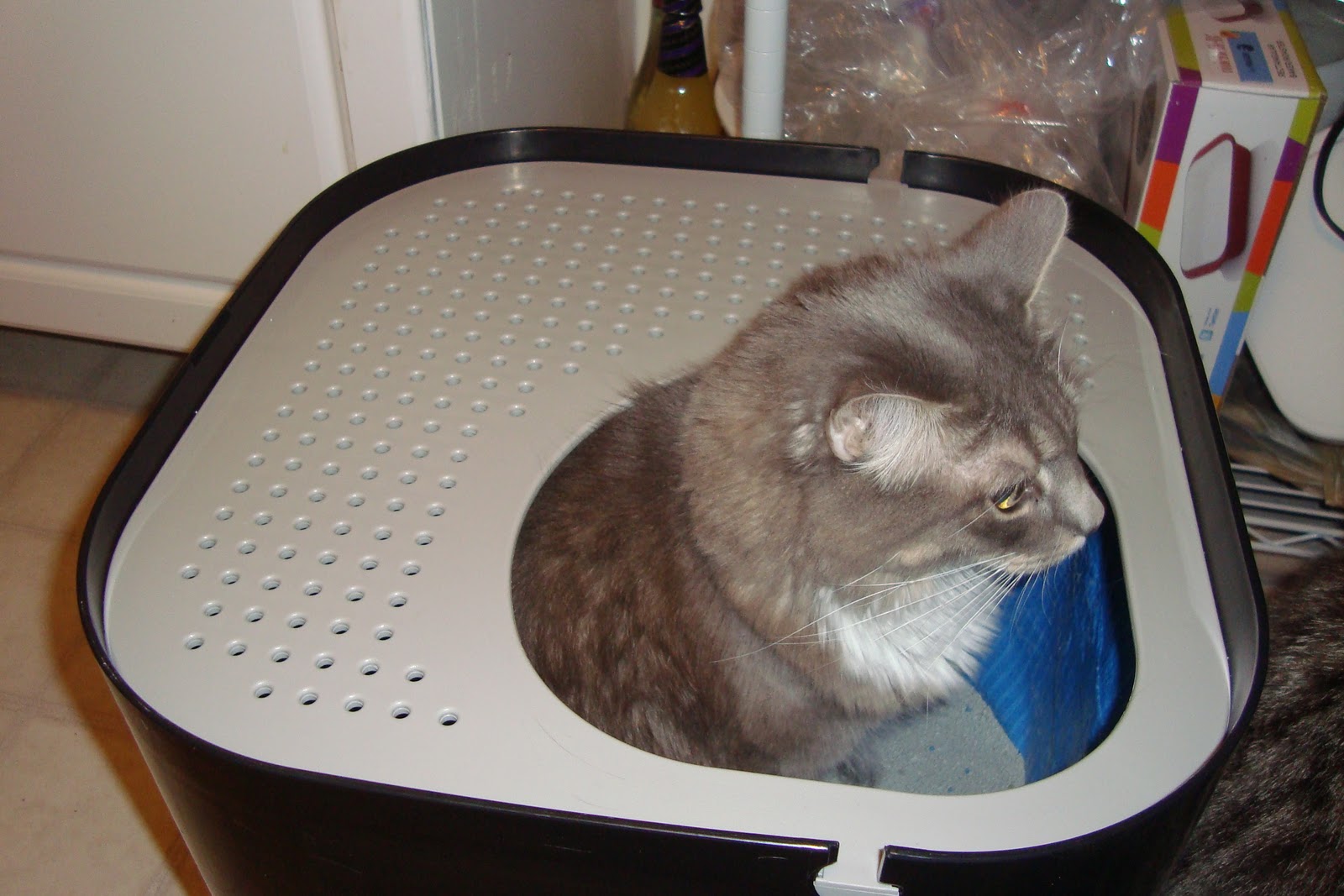 Trying To Go Green: ModKat litterbox Review