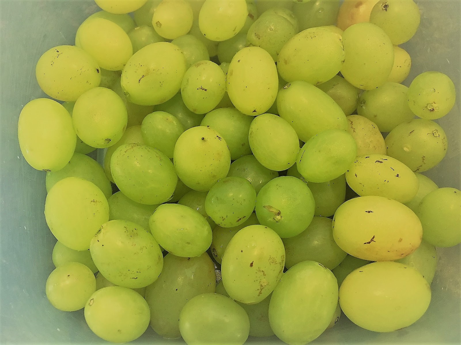 Cozinha Ousada: Salada de Peito de Frango, Manga, Uvas e Alface