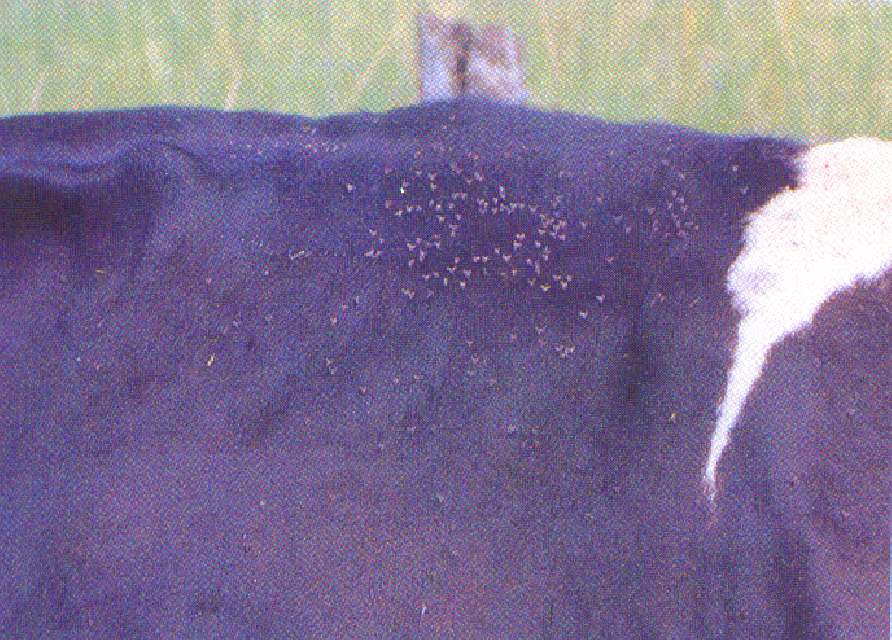 LAS MOSCAS: LA MOSCA DE LOS CUERNOS