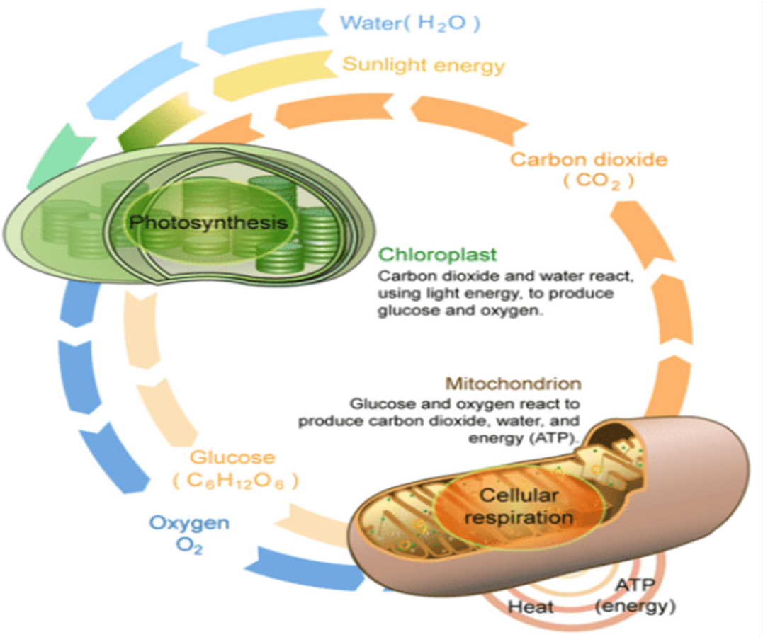 Quiz On Cellular Respiration And Photosynthesis quiz-on-cellular-respiration-and-photosynthesis