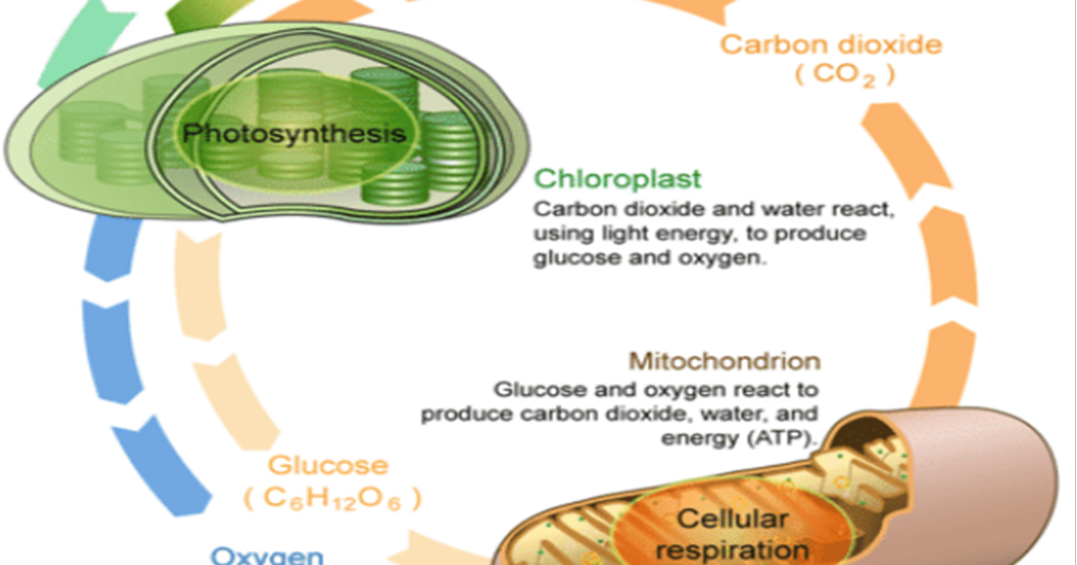 Quiz on Cellular Respiration and Photosynthesis | Biology Multiple ...
