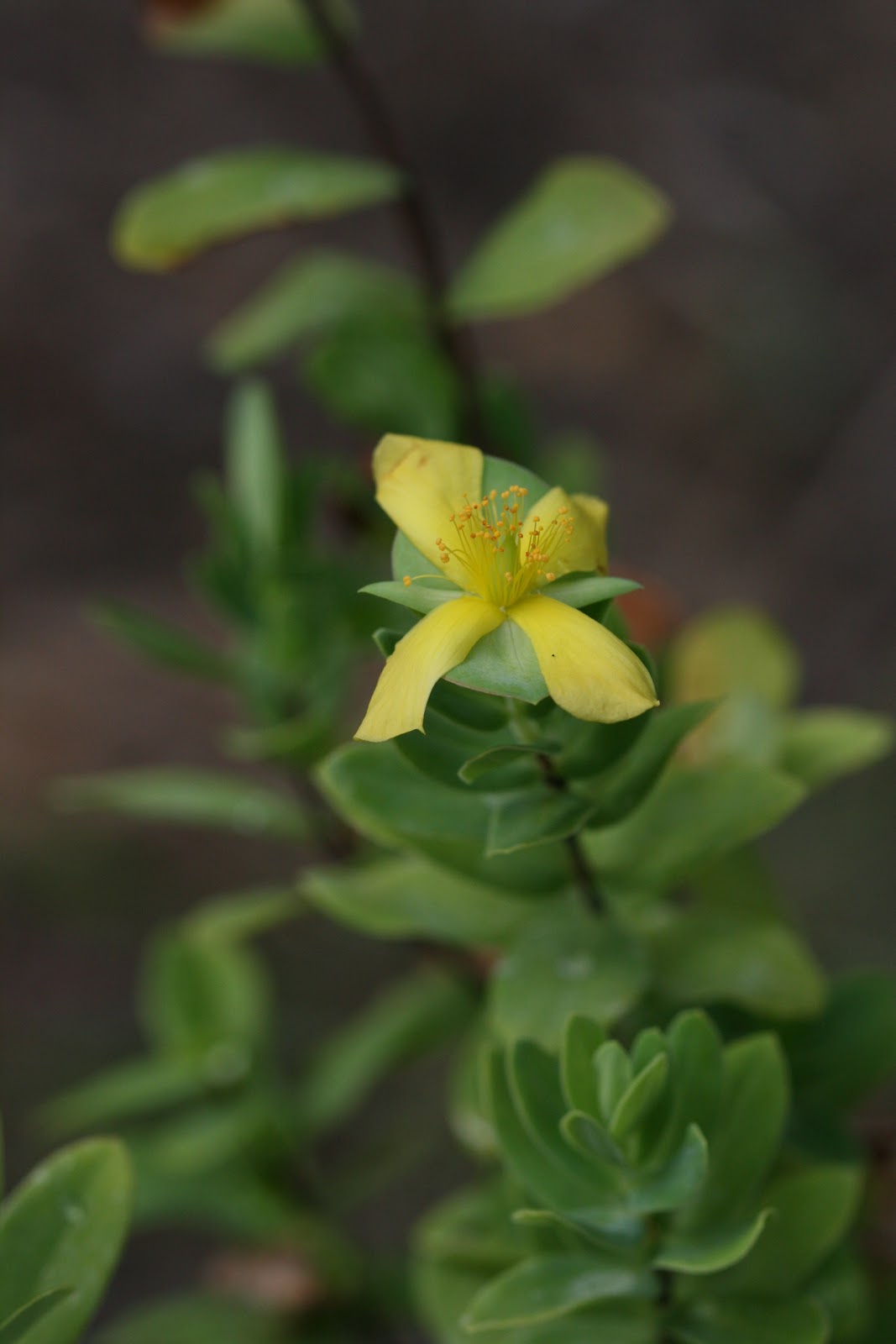Native Florida Wildflowers: St. Peter's-wort - Hypericum crux-andreae
