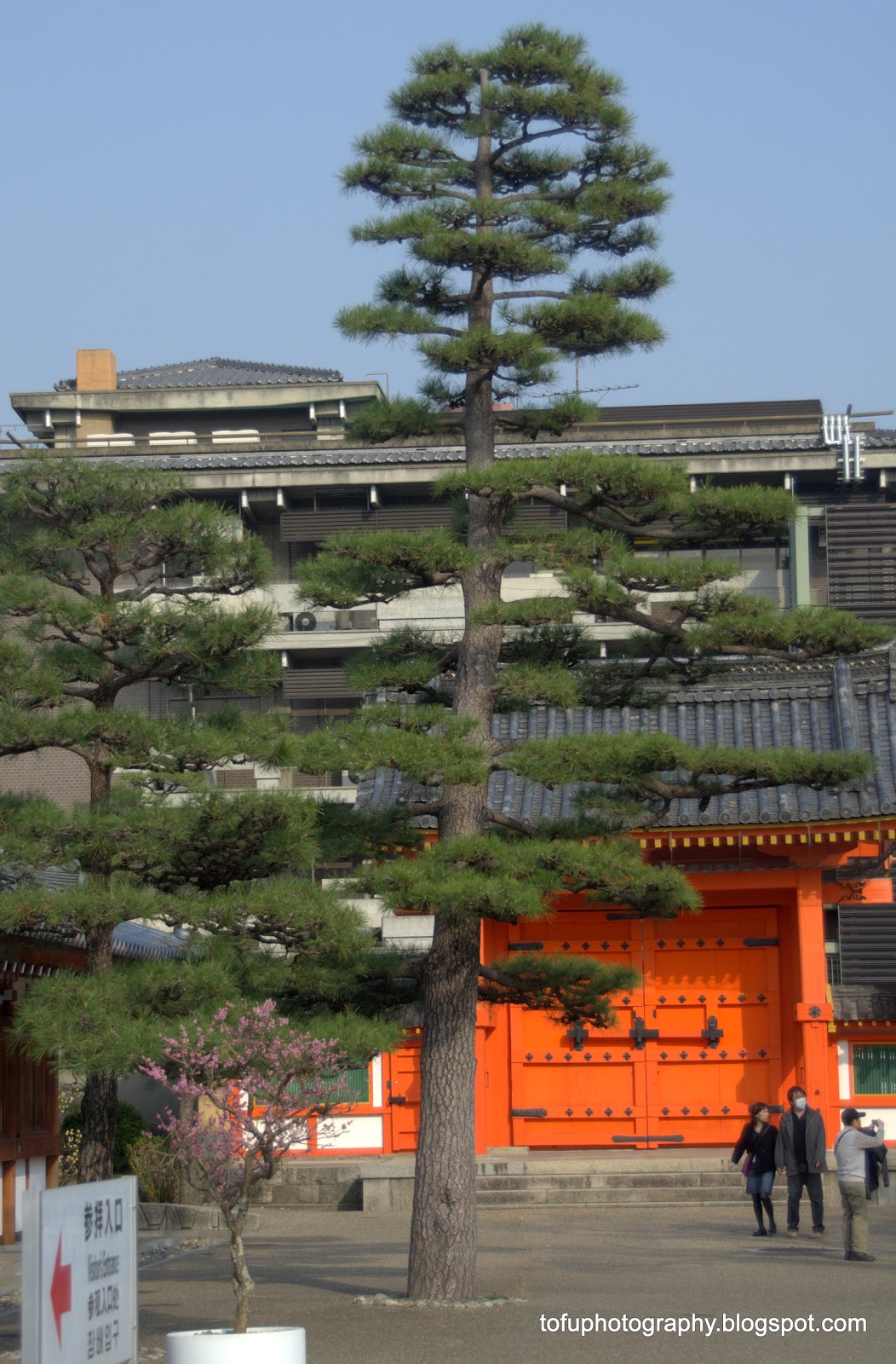 Tofu Photography: Tree at Sanjusangendo Temple in Kyoto, Japan