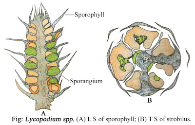 LYCOPODIUM - CLASSIFICATION, STRUCTURE OF SPOROPHYTE, REPRODUCTION ...