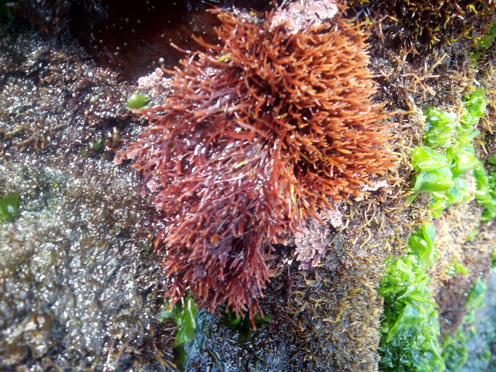 New School Permaculture: Colecting the Agar Agar algae from the beach