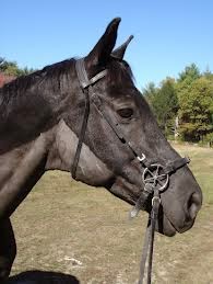 Cowboy Dressage: Bit less Bridles and Cowboy Dressage