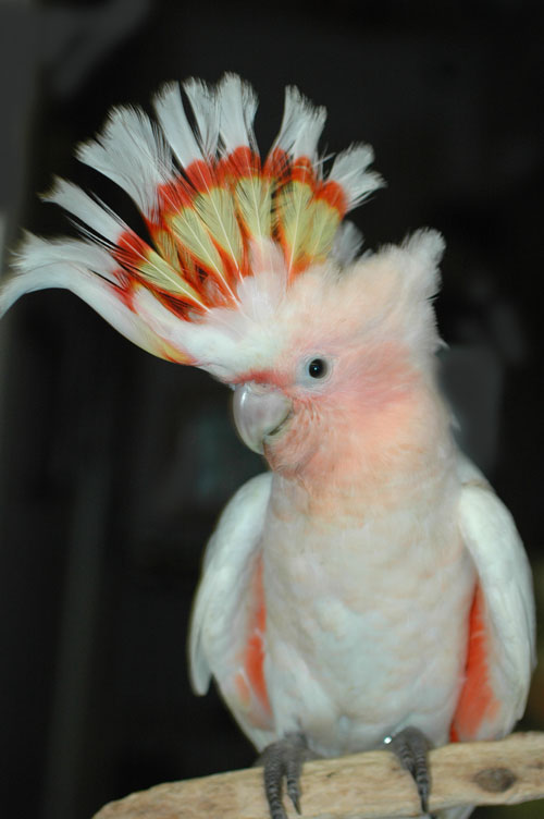 BEAUTY OF WILDLIFE: Some Real and Unique Parrots Like Macaw,Red Tailed ...