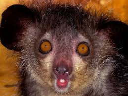 EL AYE - AYE - Mundo Animal