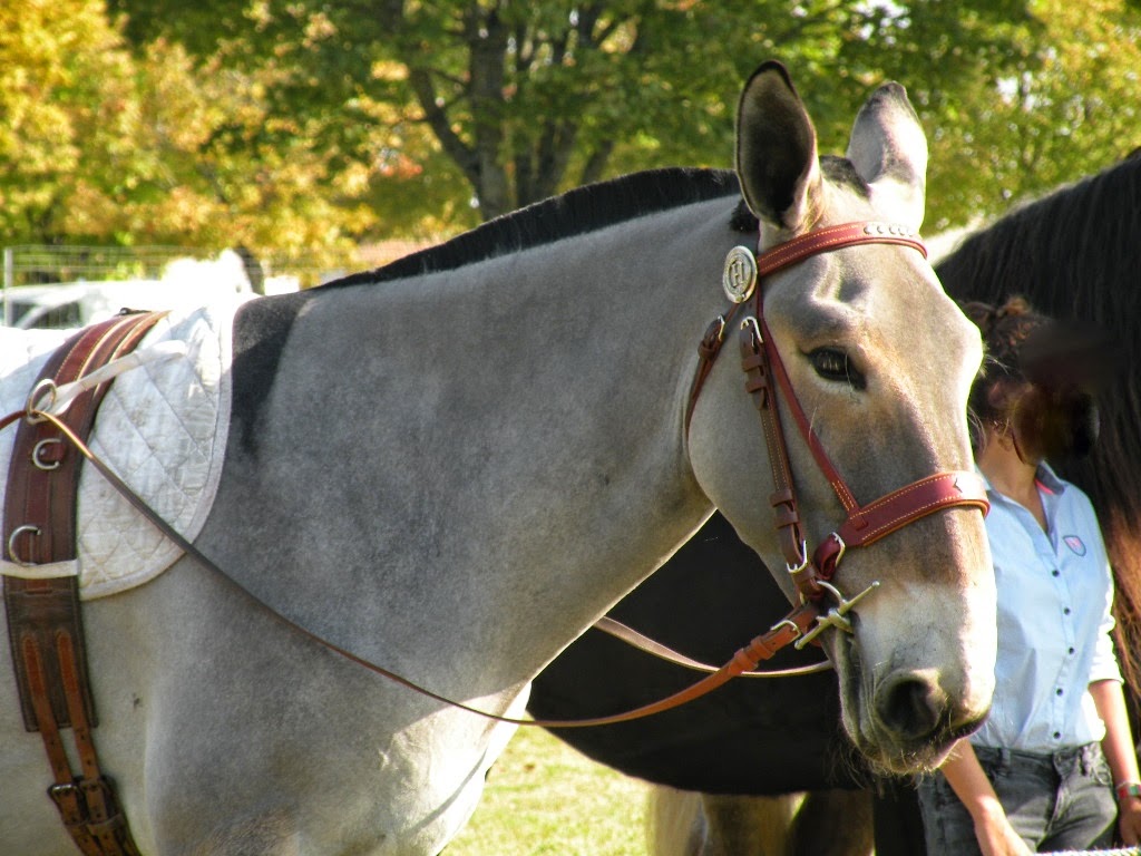 Balades dans les Charentes : Mule poitevine à Surgères