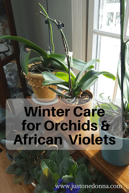 Winter Care for Orchids and African Violets