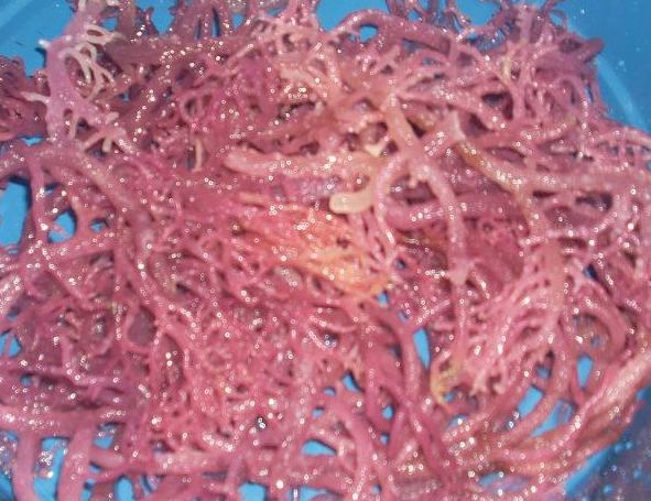 Rumpai Laut @ Seaweed ~ Semporna Sabah: Cara Pengambilan