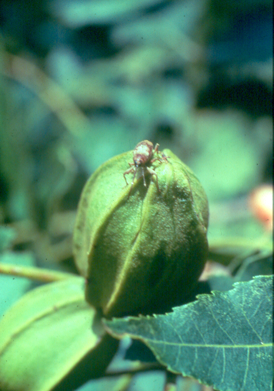 Northern Pecans: Time for weevil control