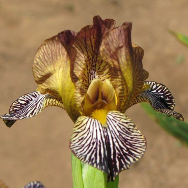 World of Irises: AMERICAN IRIS SOCIETY 2017 AWARDS 'MOOSE TRACKS ...