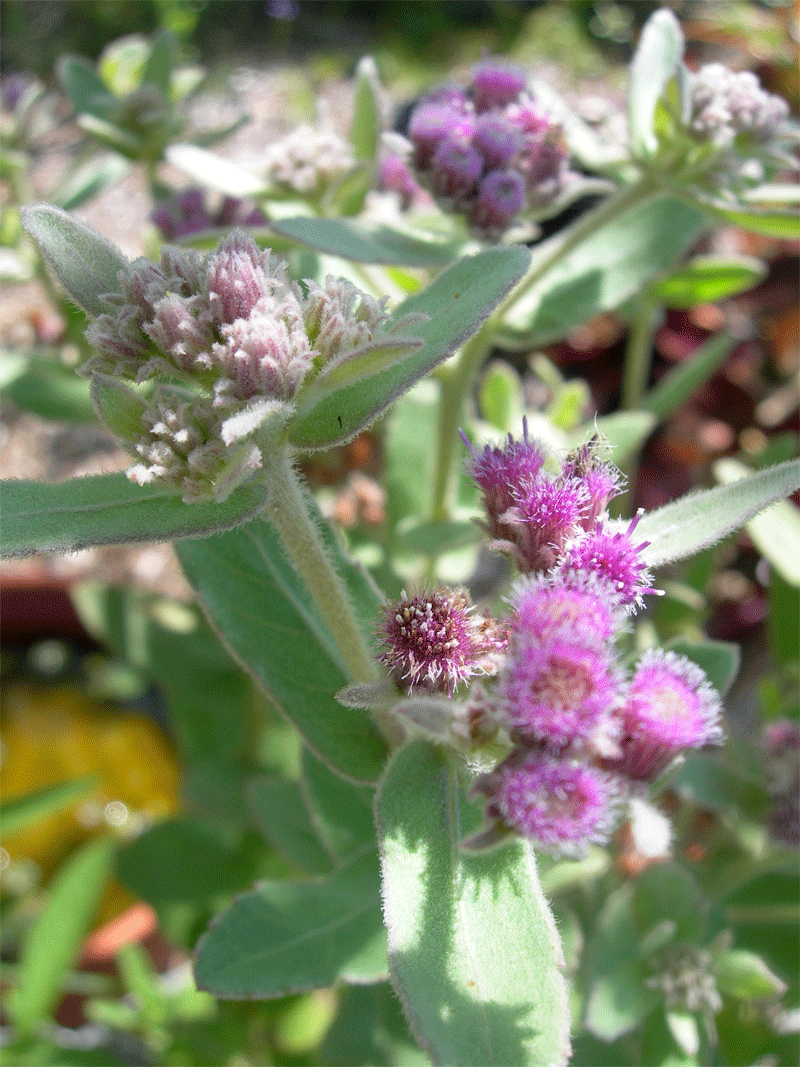 Florida Backyard Sketchbook: Pluchea rosea - Rosy Camphorweed