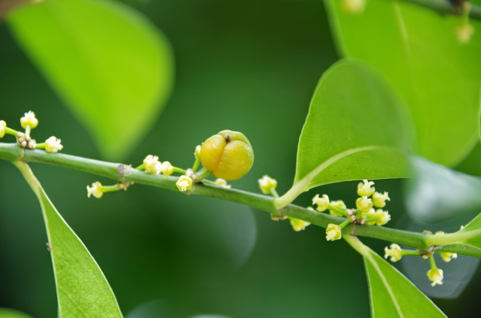 Trees and Plants: Limau Hantu