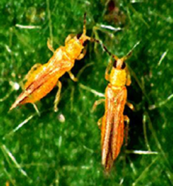 SAUNG SUMBERJAMBE: THRIPS (Thrips Sp)