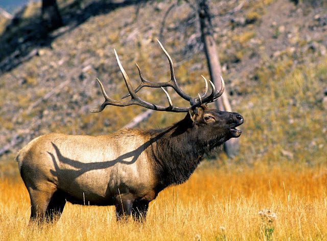 Elk | The Life of Animals