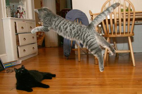 LA FOTO QUE BUSCABAS: Fotos de Gatos Saltando