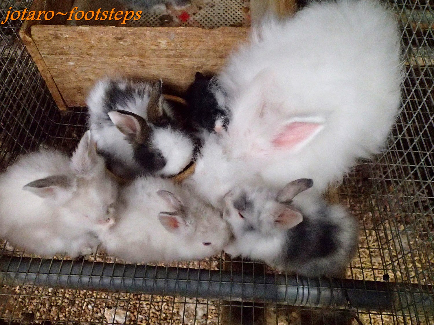 Footsteps - Jotaro's Travels: Malaysia 2014 : Rabbit Farm @ Ijok
