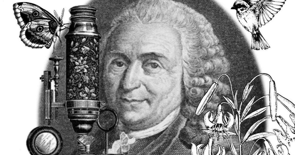 The Hermit Crabs Homeschool: Carl Linnaeus Unit and Interactive Notebook