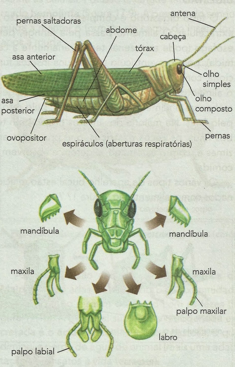 Segundo Ano Biologia: Insetos