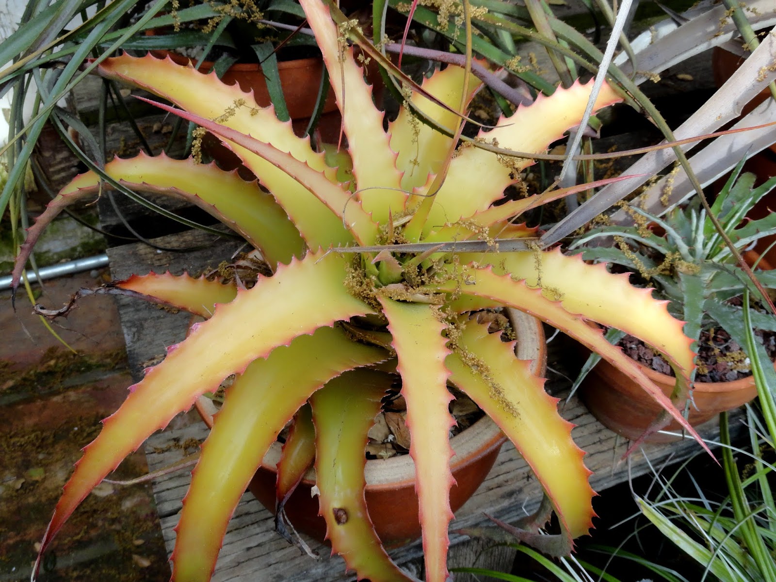 danger garden: Visiting San Marcos Growers