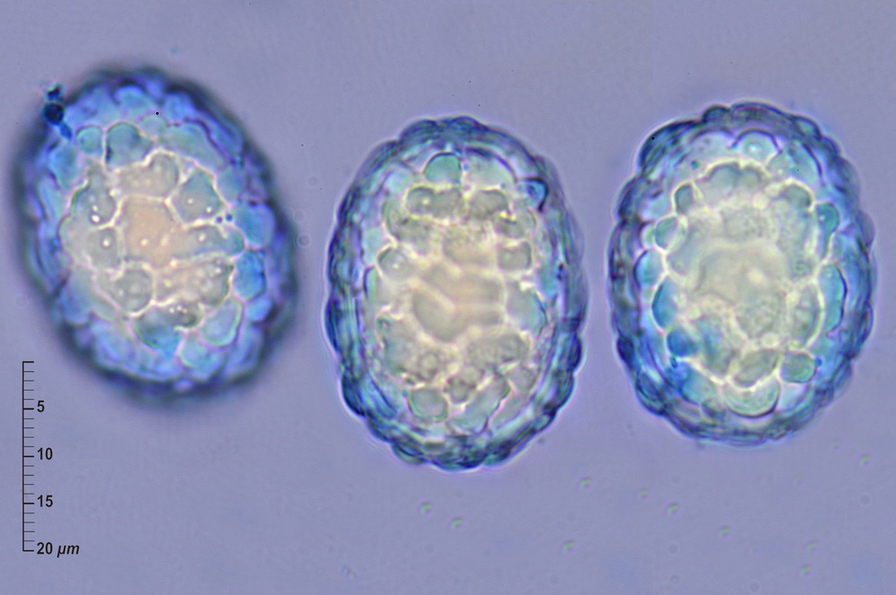 Genea lespiaultii Corda • CEMAS hongo semihipogeo, parque natural