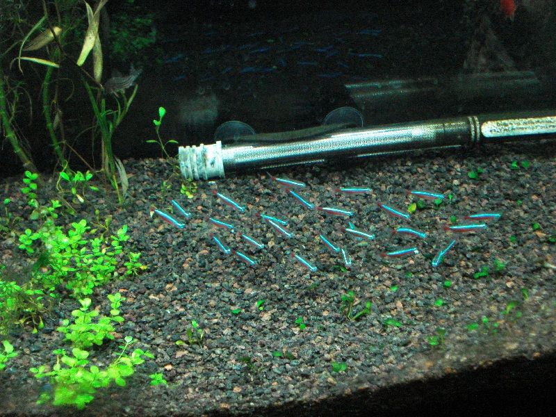 Budidaya Ikan Hias Kar Tetra ( Cardinal Tetra) - cara ternak ikan