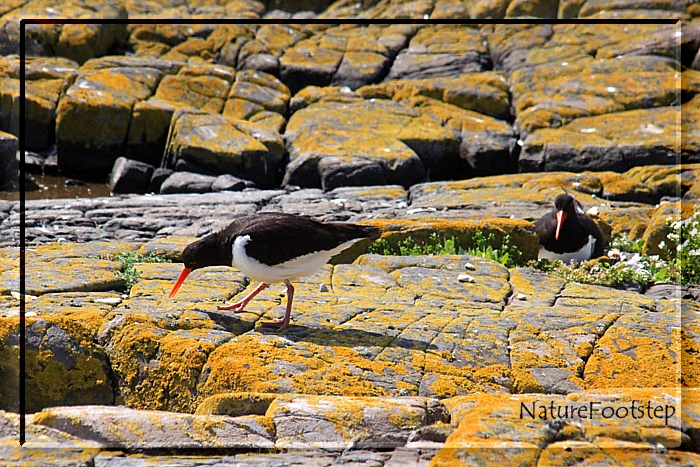 NF Birds blog: Strandskata - Haematopus ostralegus - Eurasian Oystercatcher