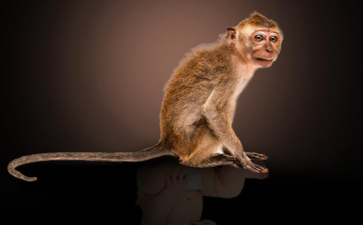 𝐒𝐂𝐈𝐄𝐍𝐂𝐄𝐓𝐈𝐒𝐓 𝐌𝐀𝐃𝐄 𝐅𝐈𝐑𝐒𝐓 𝐇𝐔𝐌𝐀𝐍 𝐌𝐎𝐍𝐊𝐄𝐘 🐵🐵🐒 𝐄𝐌𝐁𝐑𝐘𝐎