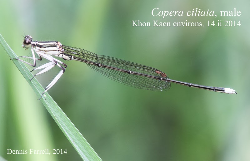 Dragonflies & damselflies of Thailand: 25. Pseudocopera ciliata (Selys ...