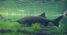 Prison fish ponds have many of the largest fish