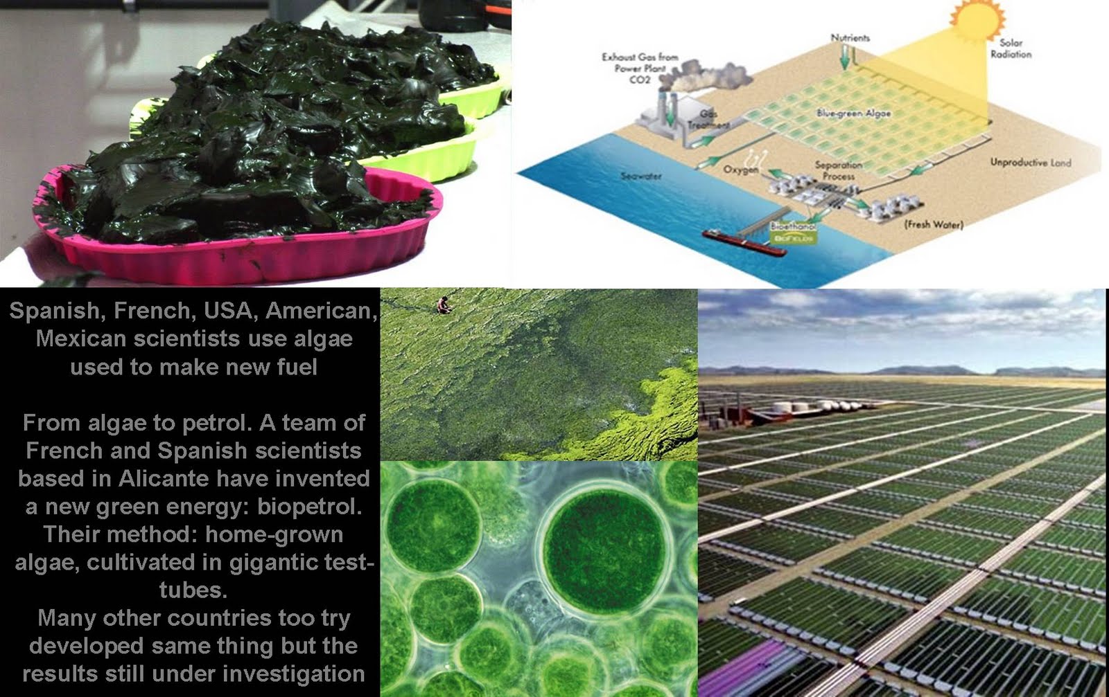 Dr Mat: Need More Research on Algae as a Potential Biofuel